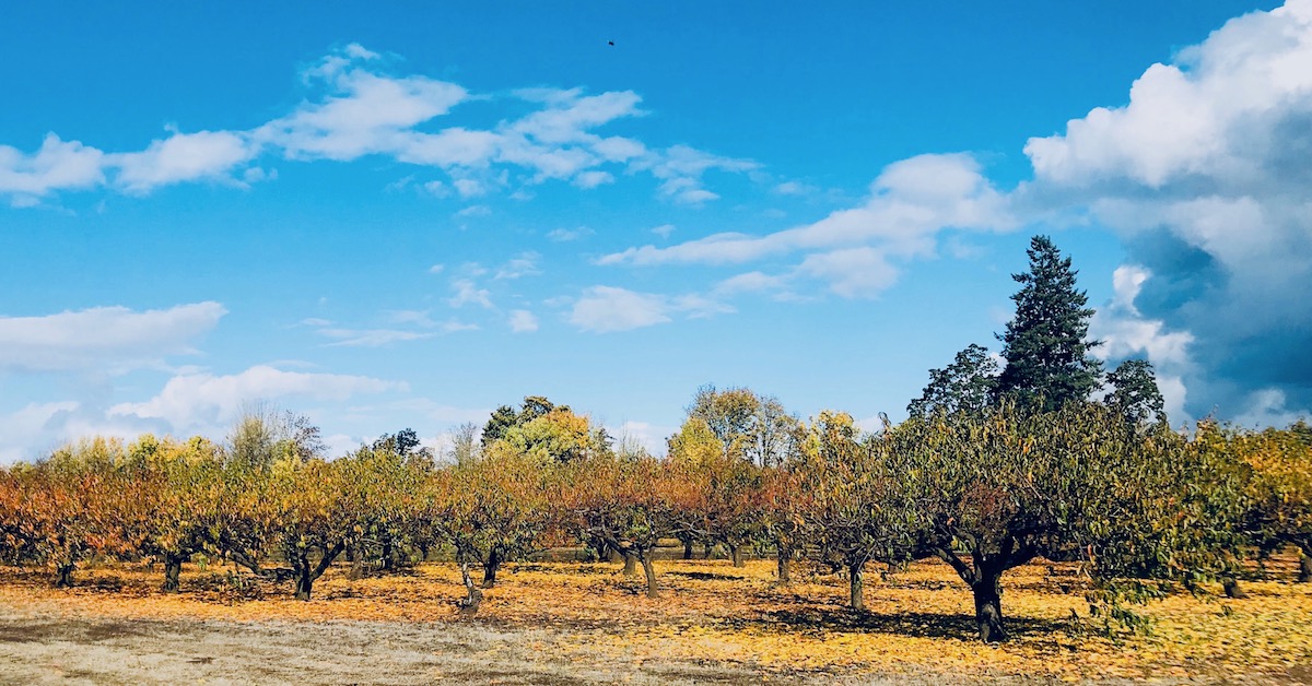 Fall Foliage Hikes and Farm Fun in the Southern Willamette Valley ...