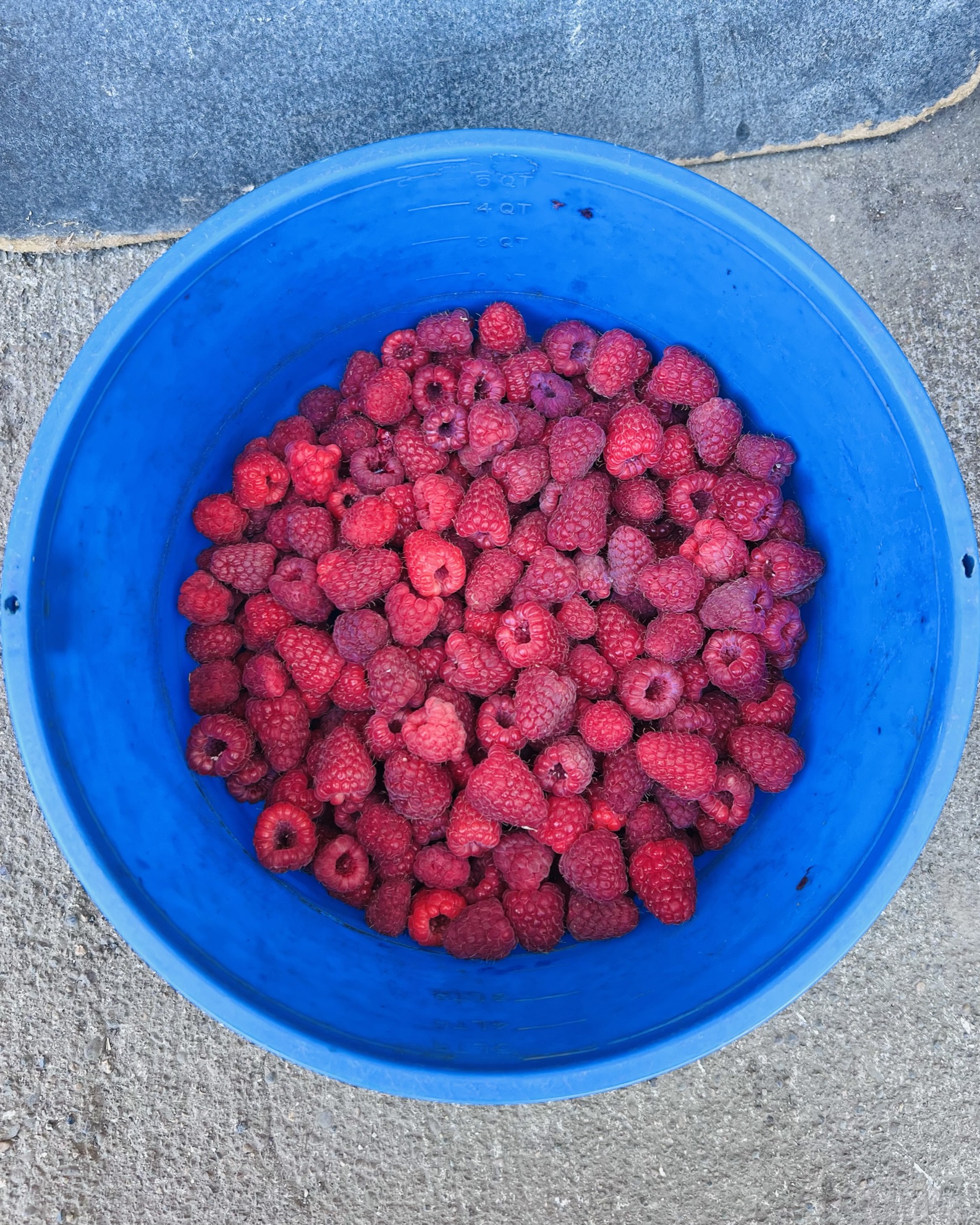 Our Top 3 Organic U-Pick Berry Farms Near Eugene – Tournesol Adventures