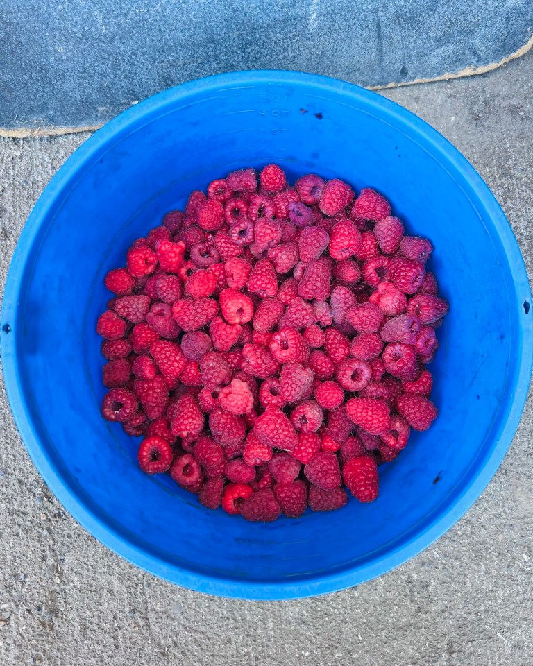 Our Top 3 Organic U-Pick Berry Farms Near Eugene – Tournesol Adventures